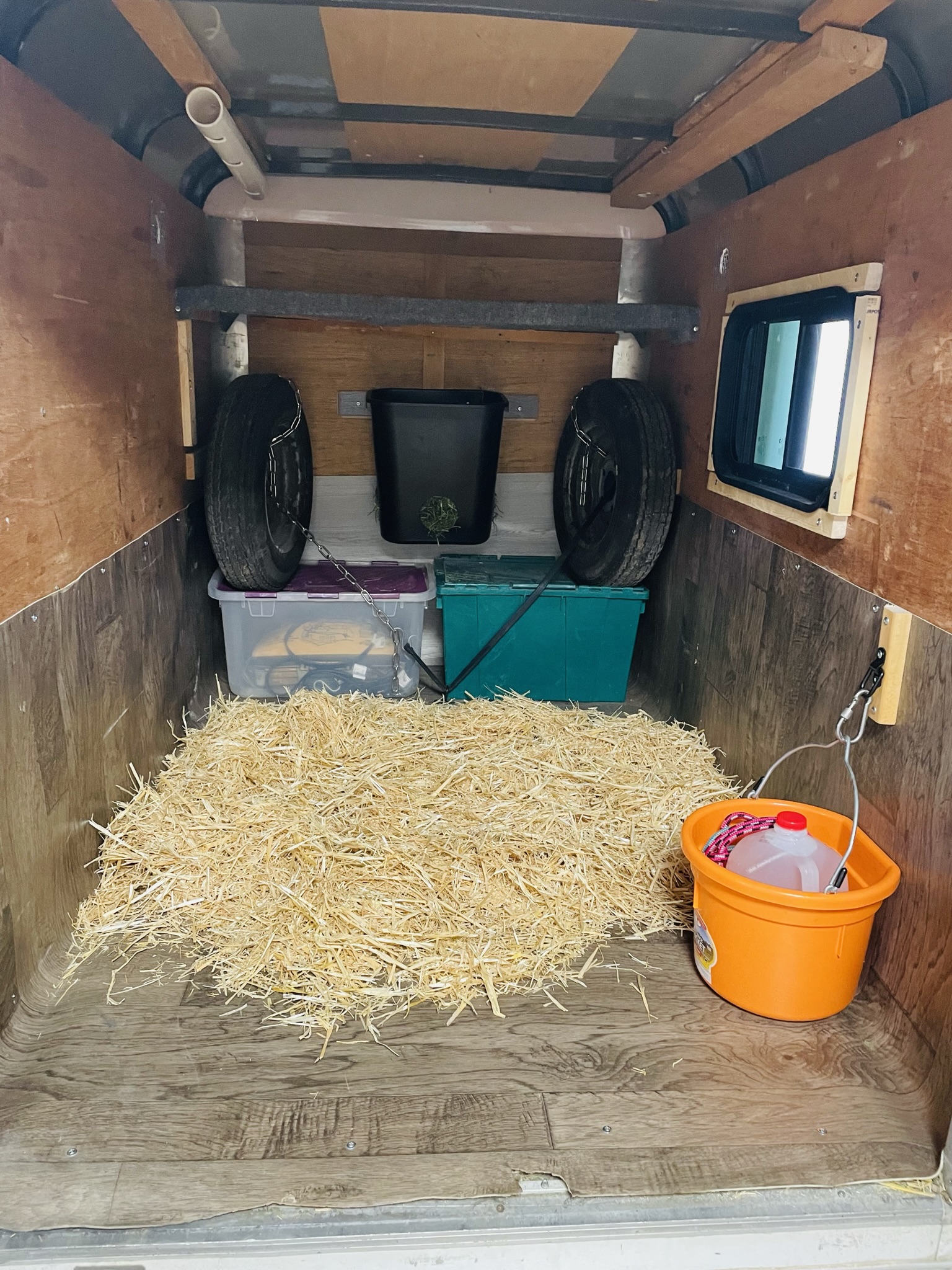 Preparing for goat transport - Frisky Goat Ranch