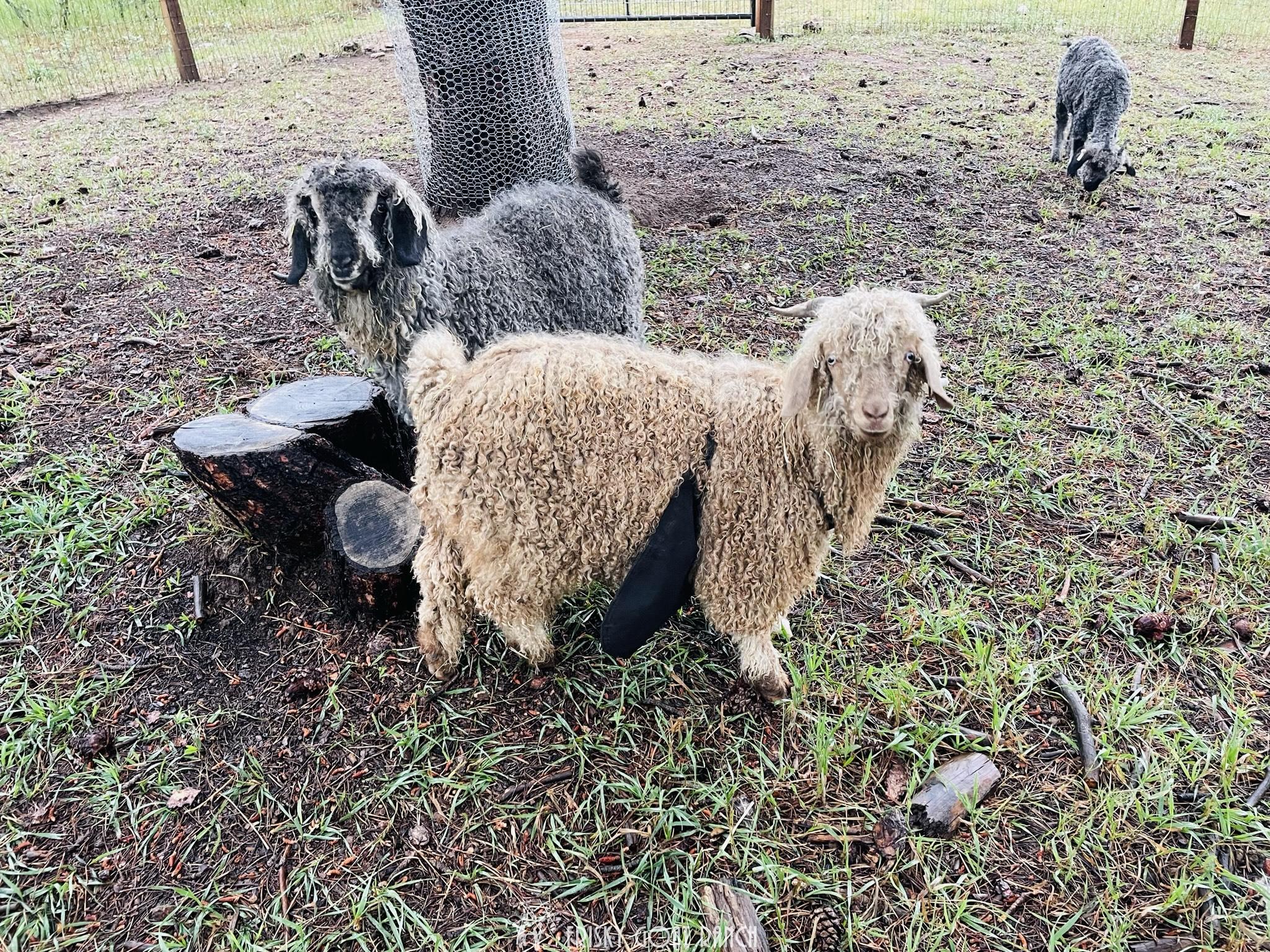 Angora Goats - Frisky Goat Ranch