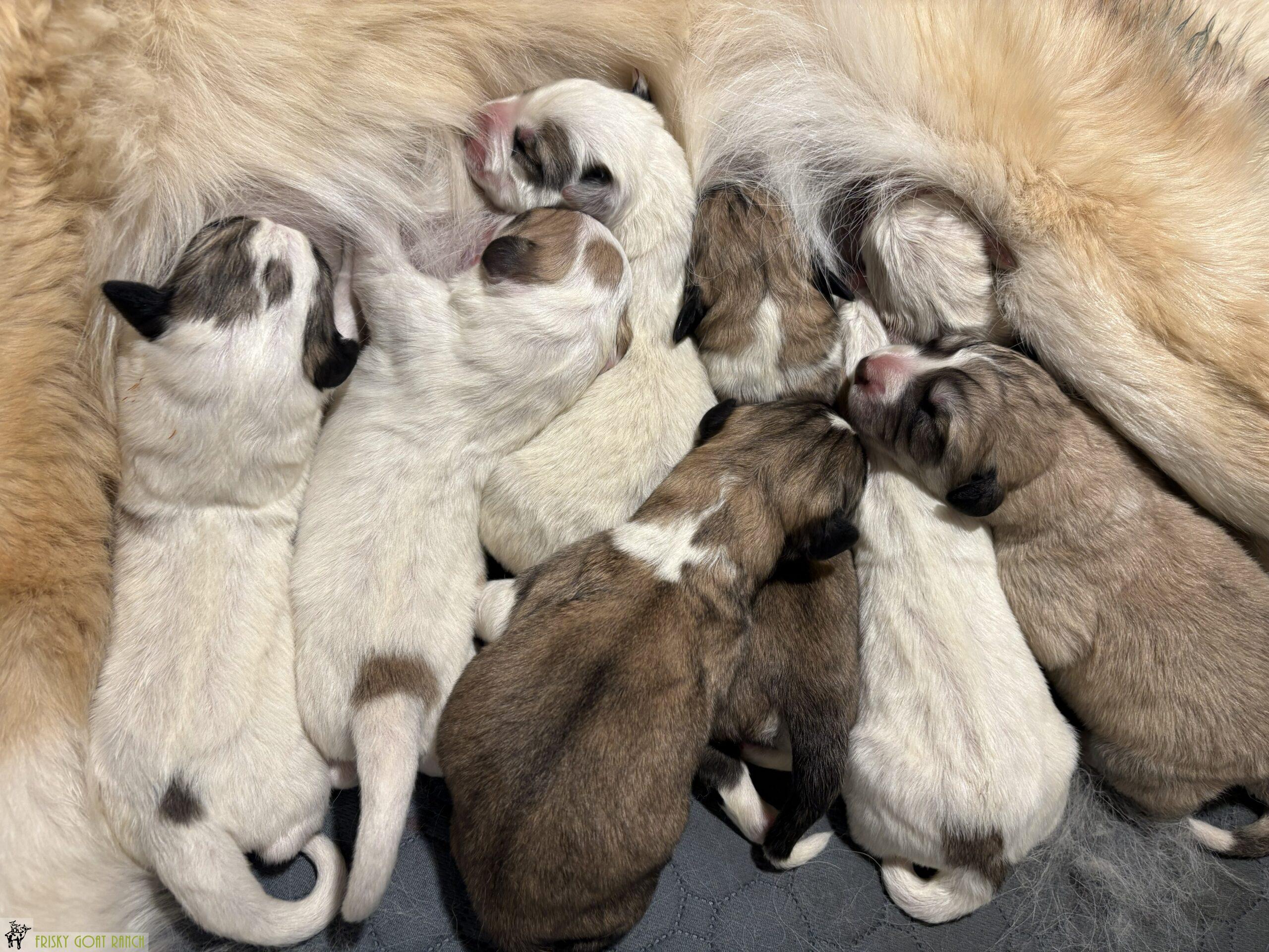CMD Litter - Penny and Diego - 2025 - Frisky Goat Ranch